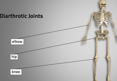 Lección 4: Tipos y formas de articulaciones – Club Pilates – Plataforma ...