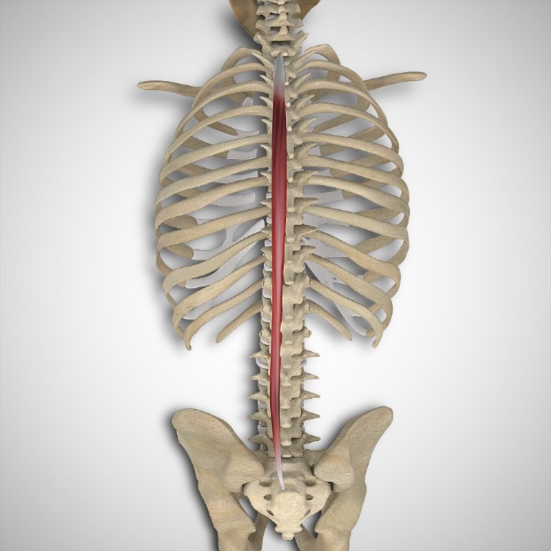 Lección 7: Grupo de músculos del erector de la columna – inserciones y ...